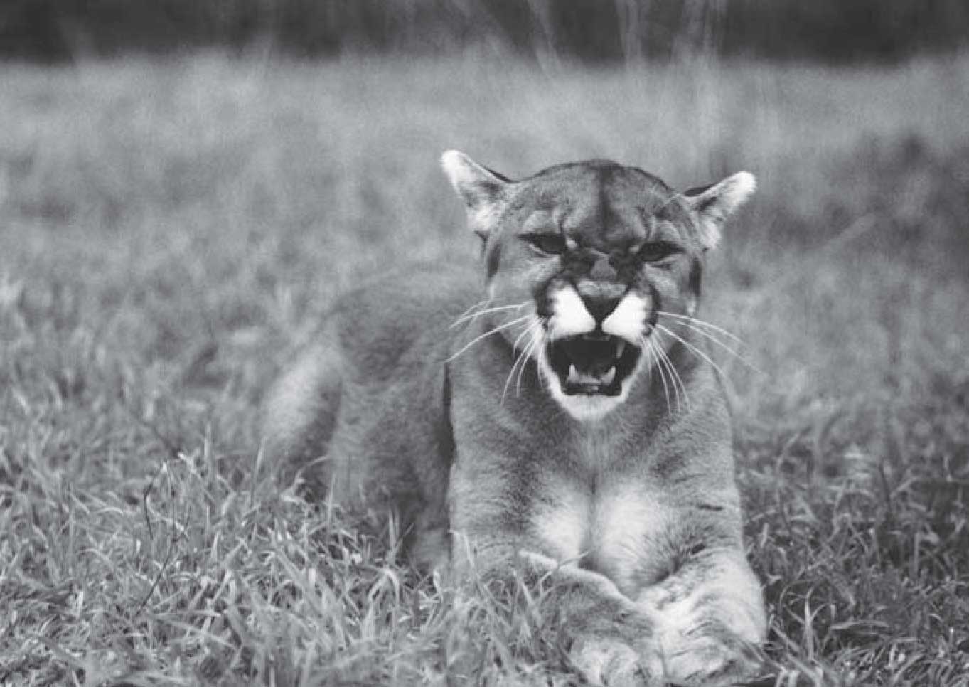 Escaping Predators While Hiking – Cappers Farmer